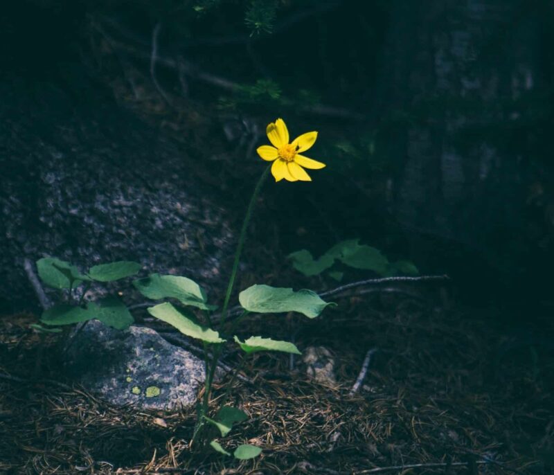 What Does It Look Like To Persevere In Trials? | Joni and Friends